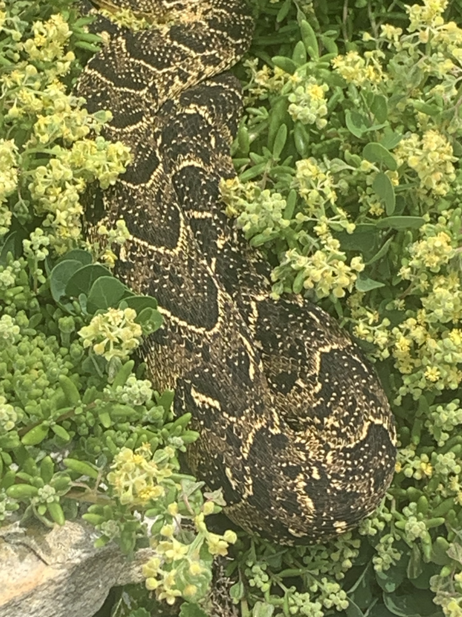 Monday, November 4, 2024 – Our South African Adventure